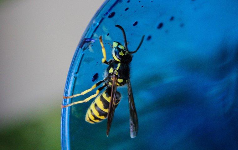 Seven Quick Tips To Keep Wasps Out Of Your Elizabeth City Yard ...