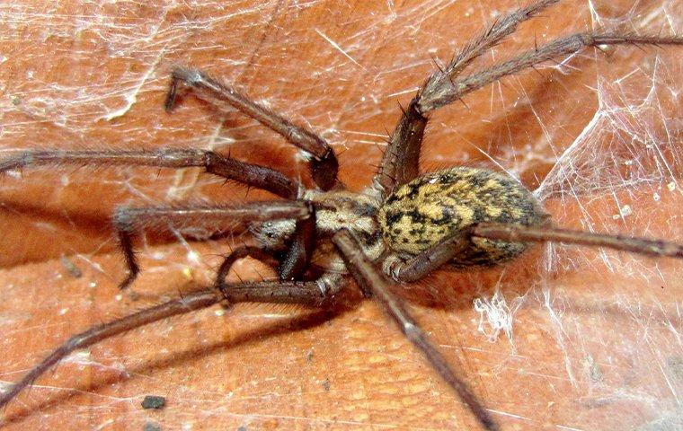 How To Keep Spiders Off Your Elizabeth City Porch | Albemarle Termite ...