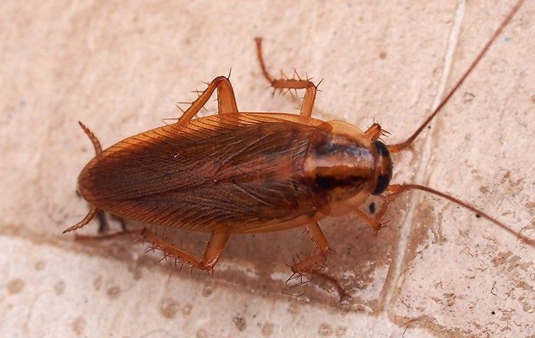 Virginia Homeowners' Step-By-Step Cockroach Control Guide | Albemarle ...
