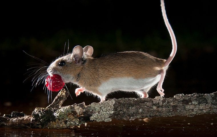 How To Keep Your Yard Field Mice Free In Virginia Albemarle Termite Pest Control