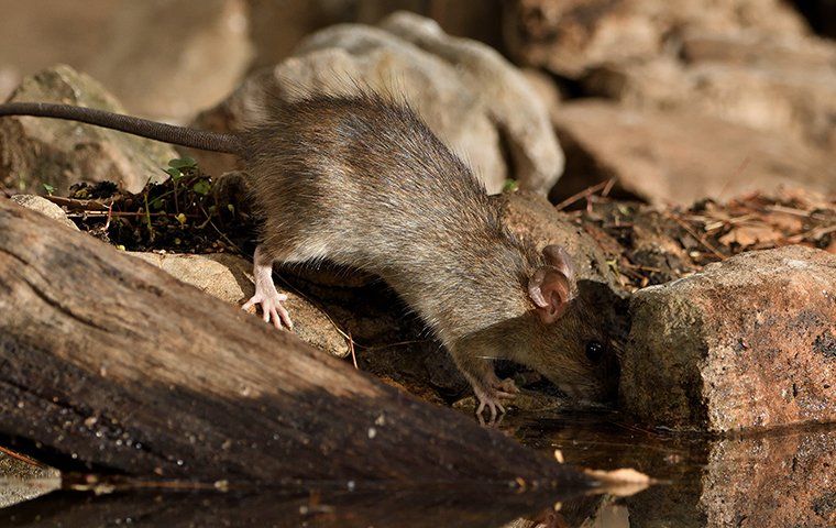Rat Control 101: A Complete Guide For Sulfur Springs Property Owners ...