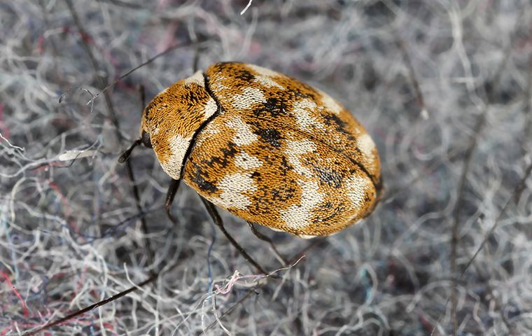 Help! There Are Beetles Taking Over My Elizabeth City Home | Albemarle ...