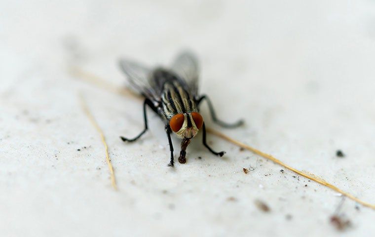 Fly Prevention 101: How To Keep Your Elizabeth City Home Fly-Free ...