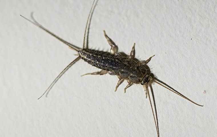 A Complete Guide To Silverfish Identification And Control In Virginia ...