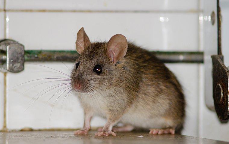 Differences Between Roof Rats & Norway Rats In Elizabeth City | Albemarle Termite & Pest Control