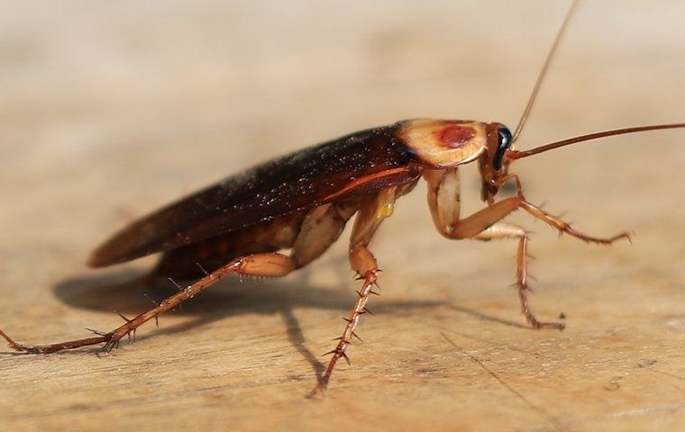 Steps To Get Rid Of Roaches Inside Your Elizabeth City Home | Albemarle ...