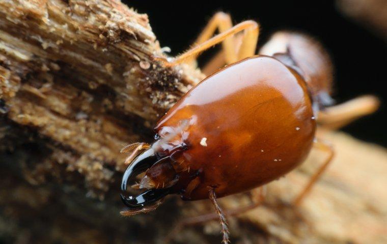 Termites In Virginia Could Spell Disaster For Your Virginia Home ...