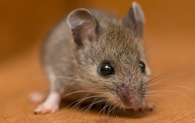 Pest Spotlight: Dealing With Mice Infestations In Elizabeth City ...