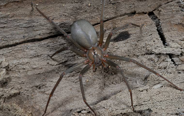 What To Do About House Spiders Inside Your Elizabeth City Home ...