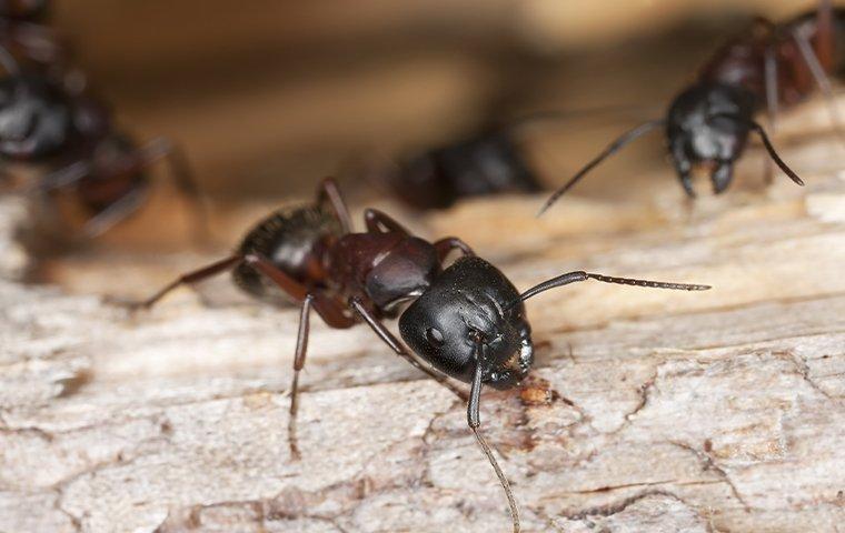 3 Signs Carpenter Ants in Elizabeth City Leave Behind (Don't Worry We ...