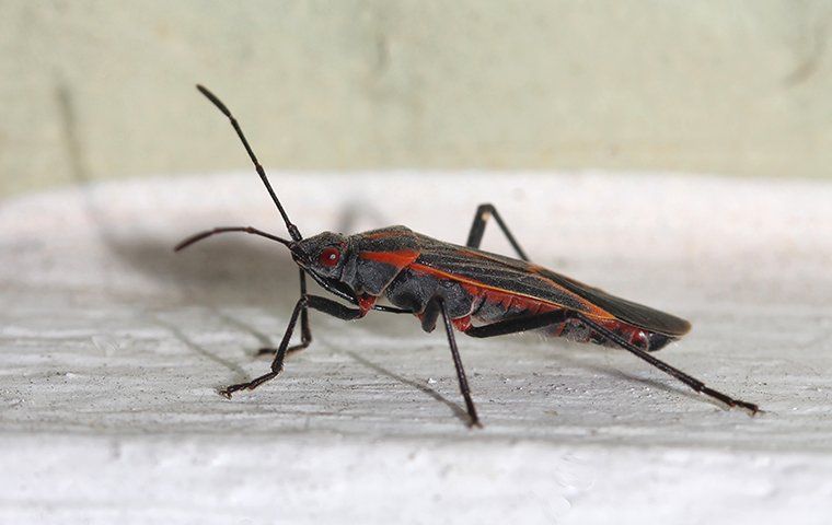 Effective Boxelder Bug Control: Tips And Techniques For Elizabeth City ...