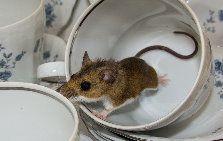 Here's Why It Is So Difficult To Keep Mice Out Of Your Virginia Home ...