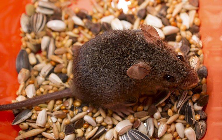 How Mice Get Into Virginia Homes In The First Place | Albemarle Termite ...